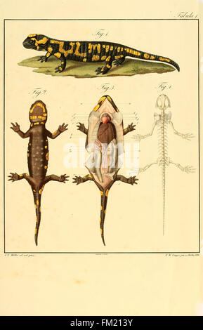 Plate 3 of 'De Salamandrae Terrestris Vita' depicts the life cycle of ...