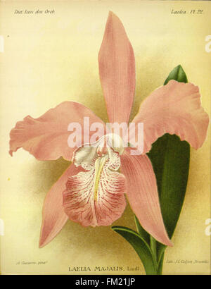 Dictionnaire iconographique des orchidees","A visual reference work on ...