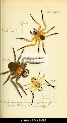 This plate features detailed illustrations of arachnids, showcasing ...