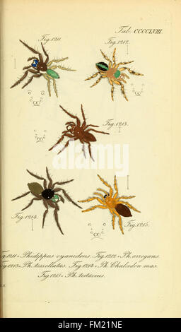 This illustration from *Die Arachniden* features detailed images of ...