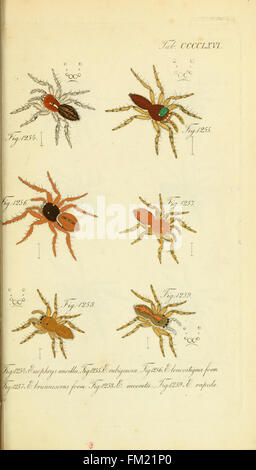 This plate from 'Die Arachniden' illustrates a detailed representation ...