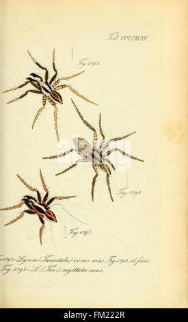 'Die Arachniden' features detailed illustrations of arachnid species ...