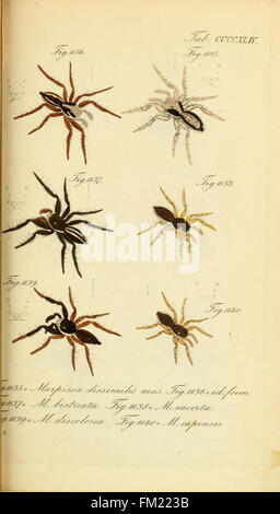 This illustration of arachnids showcases various species, with detailed ...