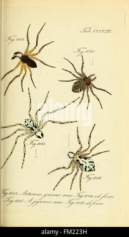 This illustration from 'Die Arachniden' depicts various arachnid ...