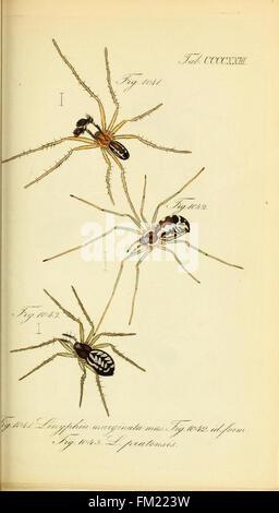 'Die Arachniden' features detailed illustrations of arachnid species ...