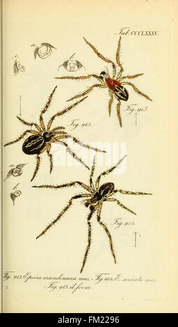 This plate presents various arachnids, focusing on their classification ...
