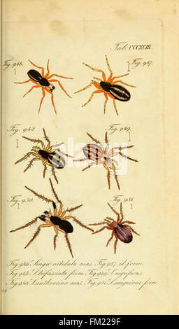 'Die Arachniden' presents detailed illustrations of arachnids, focusing ...