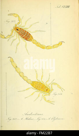 A detailed illustration from 'Die Arachniden' depicting various ...