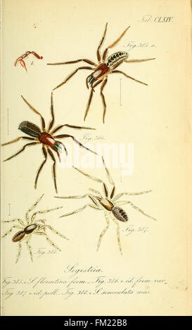 A detailed illustration from 'Die Arachniden' depicting various ...