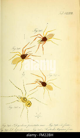 This plate from 'Die Arachniden' depicts various species of arachnids ...