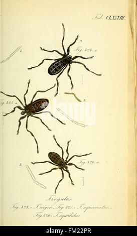 This illustration from 'Die Arachniden' depicts various arachnid ...