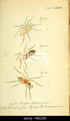 This plate from 'Die Arachniden' offers a detailed illustration of ...