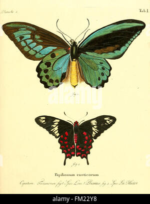 An illustrated work on Lepidoptera, focusing on the depiction and ...