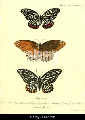 An illustrated work on Lepidoptera, focusing on the depiction and ...