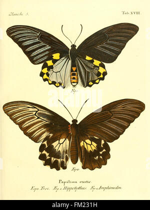 This German work features illustrations of foreign butterflies ...