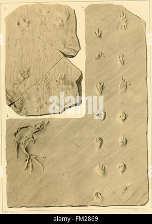 This 1861 work focuses on the Dyas and the Zechstein formation ...