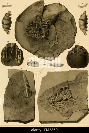 A geological study of the Dyas and Zechstein formations, focusing on ...