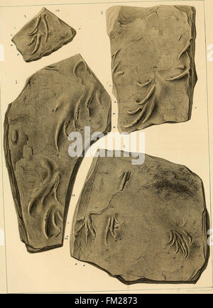 A geological study from 1861 on the Dyas and Zechstein formations ...