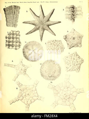The 'Echinodermata' (1921) explores the classification, morphology, and ...