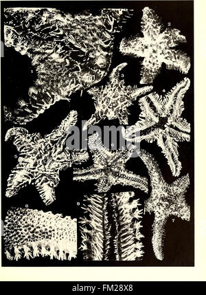 Echinodermata Asteroidea (1920) focuses on the classification and ...