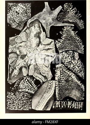 A scientific illustration from 1920 depicting species within the class ...