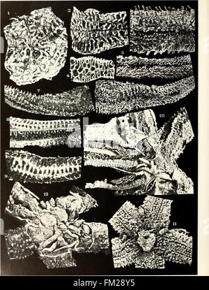 This work details the classification and study of the Asteroidea class ...
