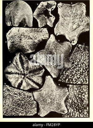 This 1920 work focuses on the class Asteroidea within the phylum ...