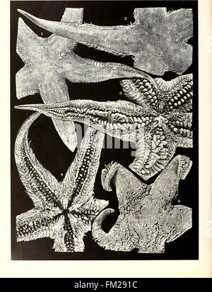 A 1920 work focusing on the class Asteroidea within the Echinodermata ...