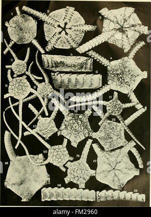 This work provides a detailed study of the Ophiuroidea class within the ...