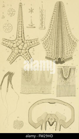*Echinodermen* (1889) focuses on the classification and biology of ...