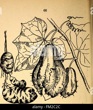 Edible and poisonous plants of Edible and poisonous plants of the ...