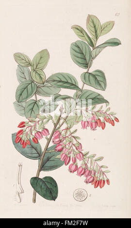 This 1829 work, 'Edwards's Botanical Register,' features detailed ...