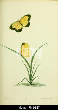 This work presents illustrations of various North American species ...