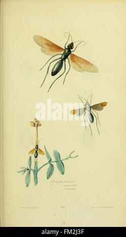 An illustration depicting various insect species native to Madeira. The ...