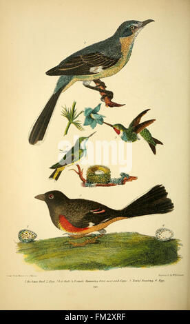 This work on ornithology provides a detailed method for classifying ...