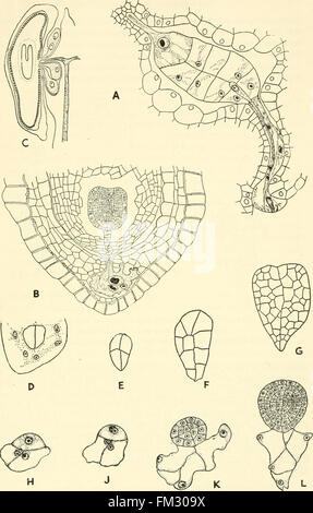 'Embryogenesis in Plants' (1955) examines the early stages of plant ...