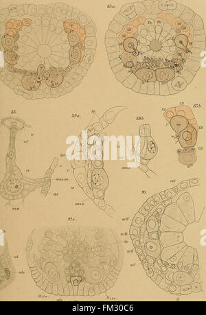 'Embryologie von Physa fontinalis L.' (1905) examines the embryology of ...