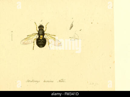 A detailed work showcasing the Diptera species found in Germany ...