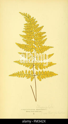 An illustration of British and exotic fern species, offering detailed ...