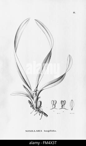 This plate from 'Flora Brasiliensis' depicts plant species discovered ...