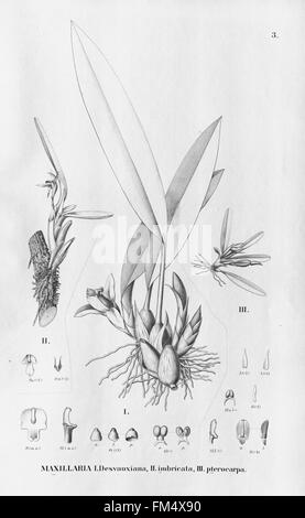 This plate from 'Flora Brasiliensis' depicts plant species discovered ...