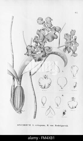 *Flora Brasiliensis* (1840) provides a comprehensive catalog of plant ...