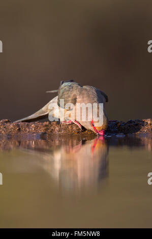 Red-faced mousebird, Urocolius indicus, uMkhuze Game Reserve, South ...