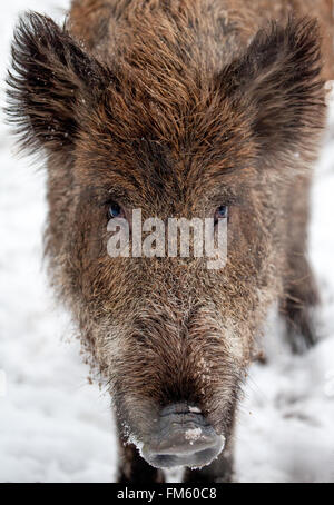 Portrait of wild pig on snow in winter landscape Stock Photo - Alamy