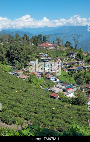 Hilltop village on the edge of the Puttabong (Tukvar) tea estate ...