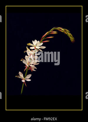 Gaura lindheimeri 'The Bride' Stock Photo - Alamy