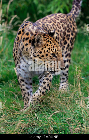Adult amur leopard, Panthera pardus orientalis, isolated on black ...