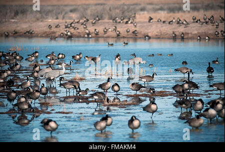 Canadian Geese wintering in Colorado on Lake Loveland, enjoying the ice ...