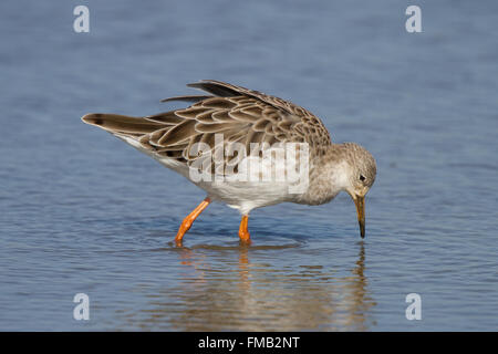 Juvenile Ruff, a common migrant wading bird of Britain Stock Photo - Alamy