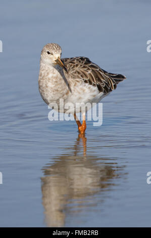 Juvenile Ruff, a common migrant wading bird of Britain Stock Photo - Alamy